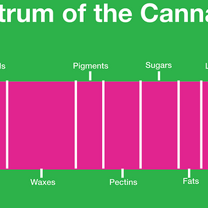 The Cannabis Sativa Plant: Unveiling Its Spectrum