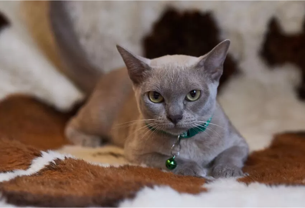Burmese Cat Diet: Eating Habits & Nutrition Needs