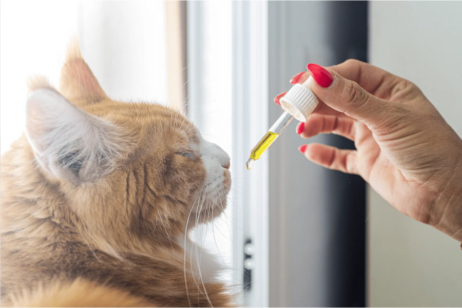 Can Cats Take CBD Daily? Dosage Chart by Weight & Vet Recommendations