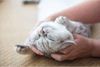 Cat Stomatitis After Tooth Extraction: Signs of Infection, At-Home Pai