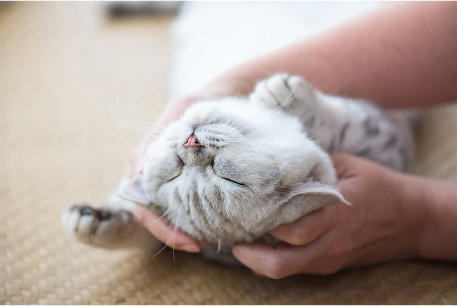 Cat Stomatitis After Tooth Extraction: Signs of Infection, At-Home Pai