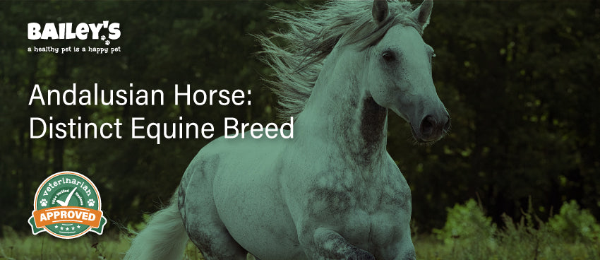 Andalusian Horse Profile: Elegance & History | Bailey's CBD