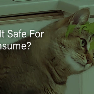 Can Cats Eat Cilantro? Safety & Benefits Explained