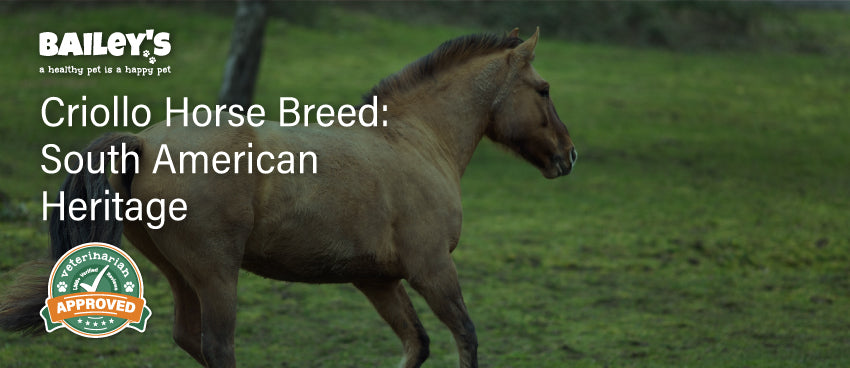 Criollo Horse Breed: Explore Its South American Heritage | Bailey's CBD