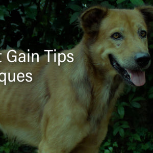 Dog Weight Gain Tips: Safe & Healthy Techniques