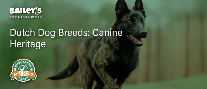 Explore Dutch Dog Breeds: History & Traits | Bailey's CBD