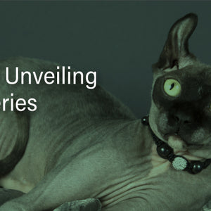 Dwelf Cats: Unique Traits & Characteristics