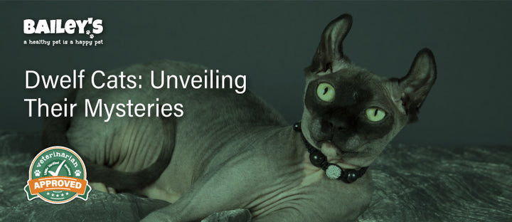 Dwelf Cats: Unique Traits & Characteristics