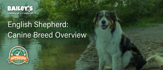 English Shepherd: Canine Breed Overview with Bailey's CBD