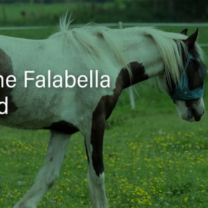 Explore the Unique Falabella Horse Breed with Bailey's