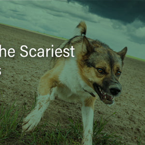 Exploring the Scariest Dog Breeds | Bailey's CBD