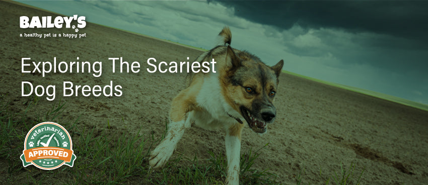 Exploring the Scariest Dog Breeds | Bailey's CBD