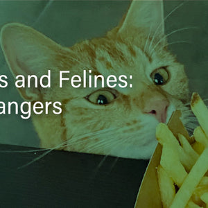 French Fries and Cats: Hidden Dangers to Know 🍟🐱