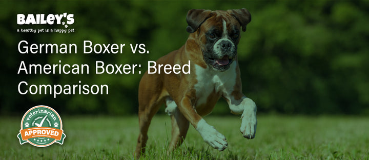 German Boxer vs. American Boxer: Dog Breed Comparison