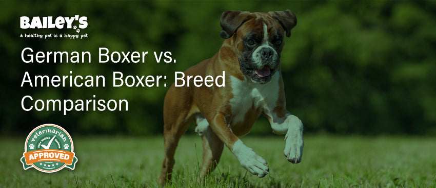German Boxer vs. American Boxer: Dog Breed Comparison