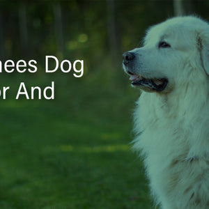 Great Pyrenees Dog Breed: Colors & Variations