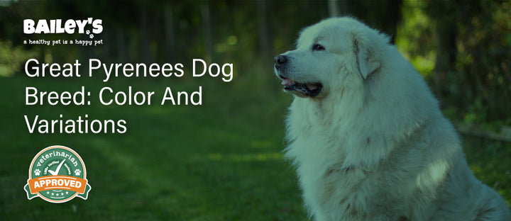 Great Pyrenees Dog Breed: Colors & Variations