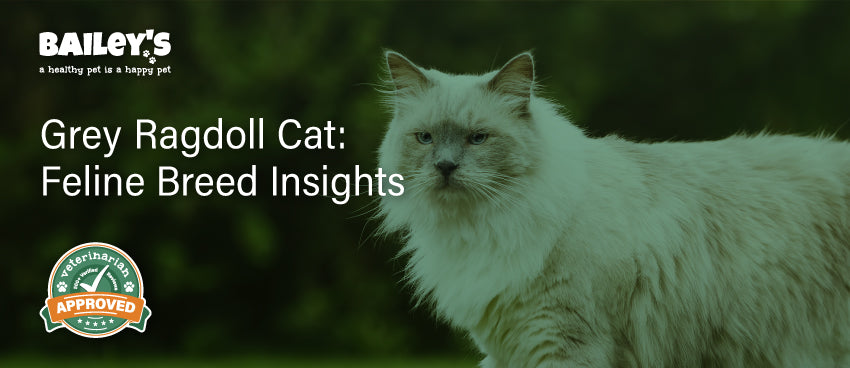 Grey Ragdoll Cat Breed: Traits & Care Guide | Bailey's CBD