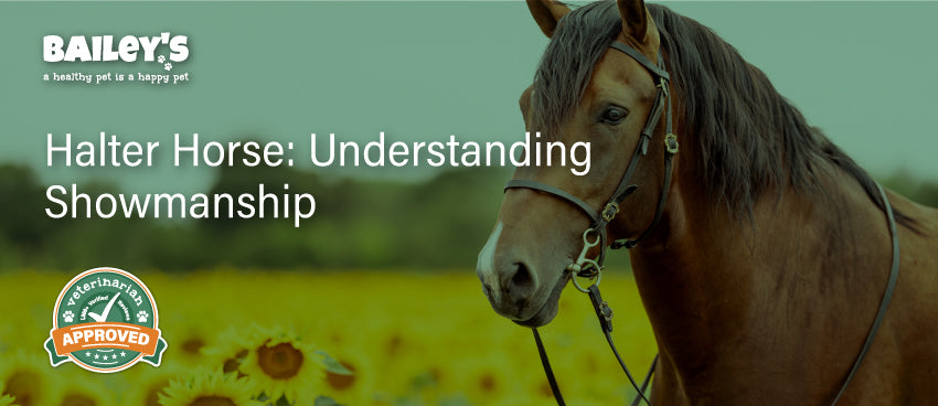 Halter Horse: Understanding Showmanship in Competitions