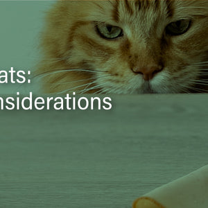 Ham for Cats: Safe or Risky? Nutrition Guide | Bailey's CBD