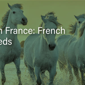 French Horse Breeds: Exploring France's Equine Riches
