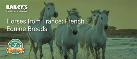French Horse Breeds: Exploring France's Equine Riches