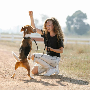 How to Train a Stubborn Dog: Tips by Breed | Bailey's CBD