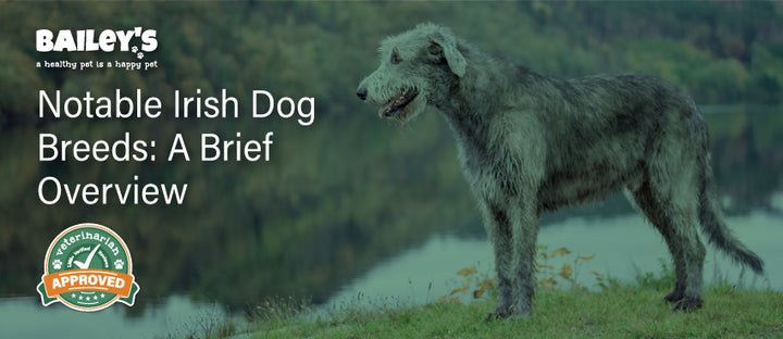 Notable Irish Dog Breeds: History & Traits | Bailey's CBD