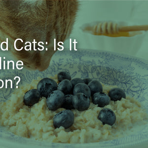 Oatmeal and Cats: Is It Safe for Felines?