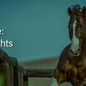 Paint Horse Breed Guide: Unveiling Their Beauty