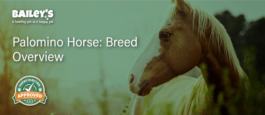 Palomino Horse Guide: Traits, Care, History | Bailey's CBD