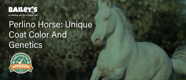 Perlino Horse: Unique Coat Color and Genetics