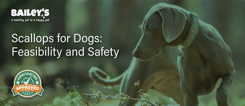 Scallops for Dogs: Feasibility and Safety | Bailey's CBD