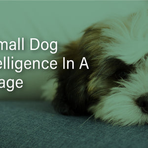 Smartest Small Dog Breeds: Intelligence in a Petite Package