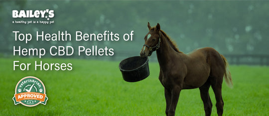 Top Health Benefits of Hemp CBD Pellets for Horses