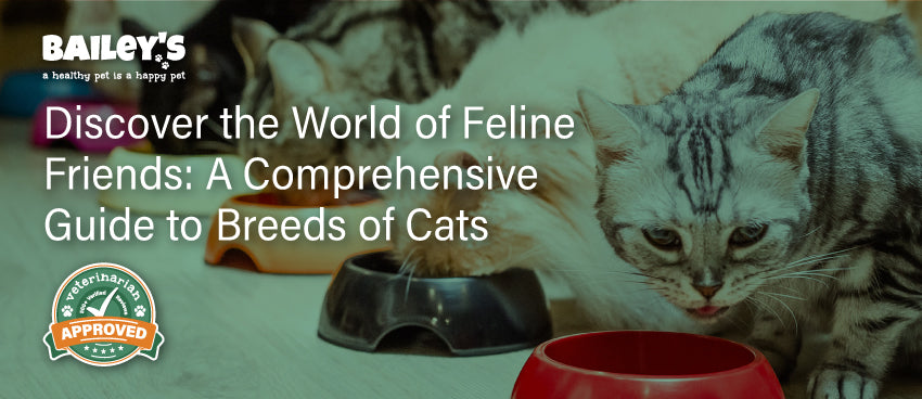 Complete Guide to Cat Breeds: Dive into the Feline World