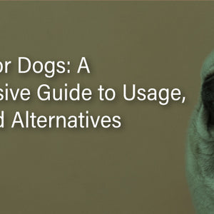 Trazodone for Dogs: Uses, Benefits & Alternative Options