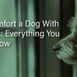 How to Comfort a Dog With Pancreatitis: Everything You Need to Know
