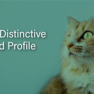 Torbie Cat Breed Guide: Traits, History & Care Tips