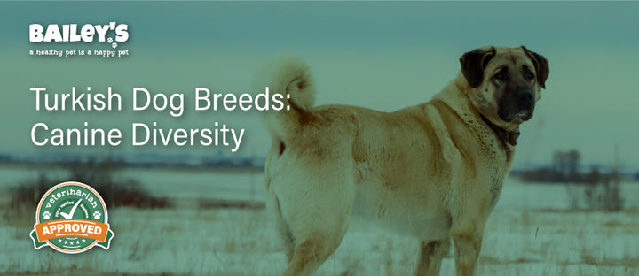 Turkish Dog Breeds: Exploring Canine Diversity & Heritage