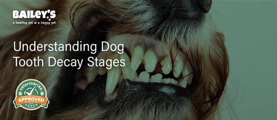 Understanding Dog Tooth Decay Stages | Bailey's CBD