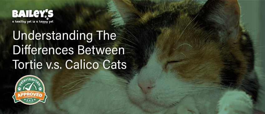 Tortie vs. Calico Cats: Key Differences Explained | Bailey's CBD