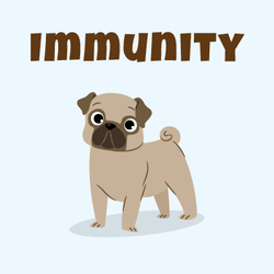 Bailey’s CBD for Pets: Top-Rated Quality CBD for Dogs & Cats | Bailey's CBD