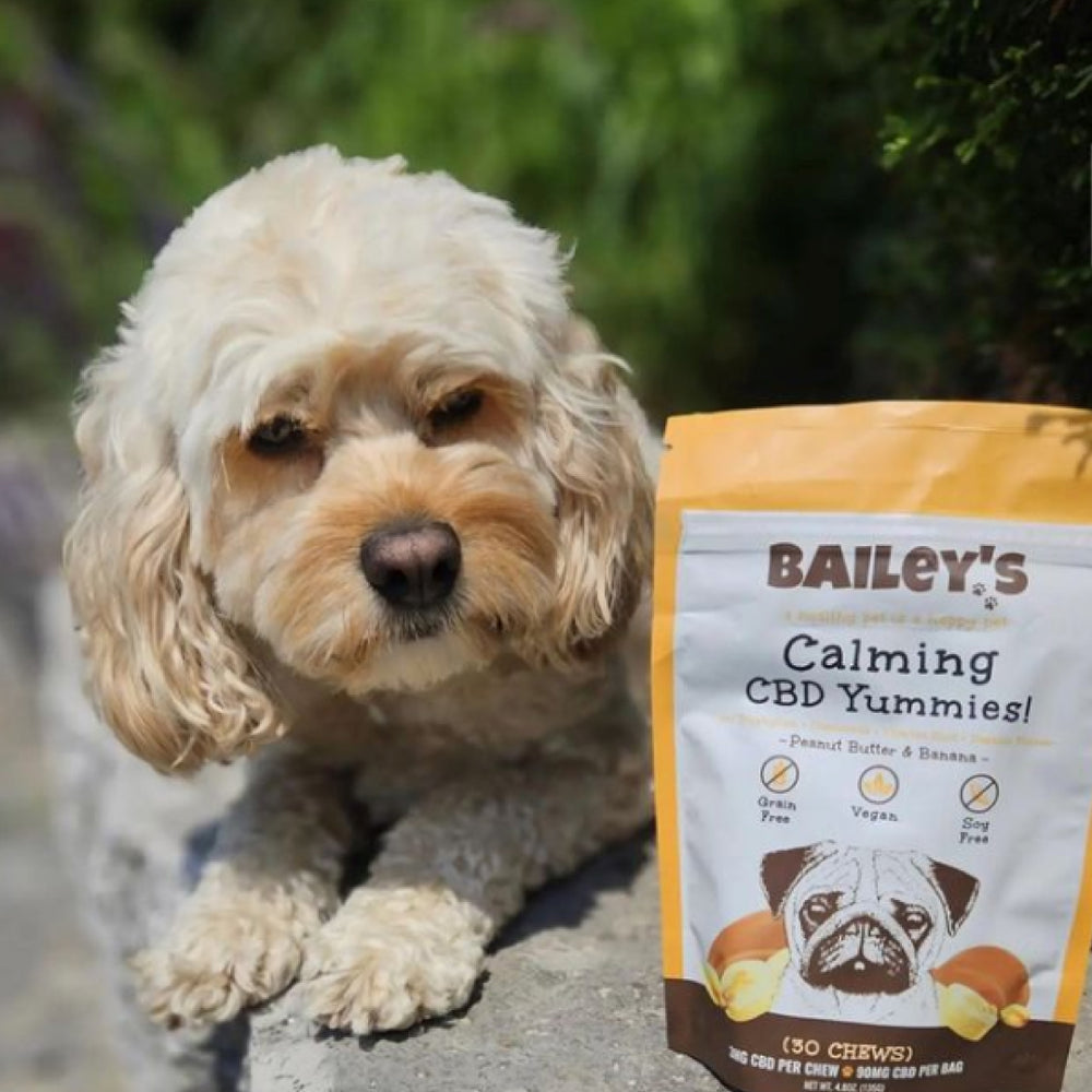 Calming CBD Yummies | Best Chewy CBD Dog Treats 2025