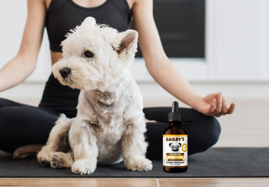 Calming CBD Oil for Dogs | Stress & Anxiety Relief For Dogs
