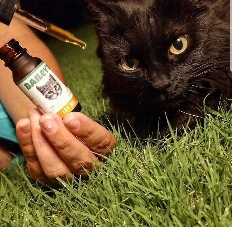 CBD Oil For Cats | Bailey's CBD For Felines | Bailey's CBD